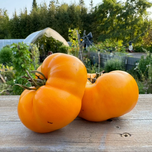 Yellow Beef Tomato Imported F1 Hybrid Seeds – Bakhabar Kissan